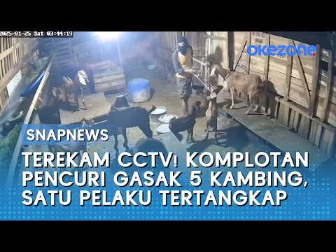 Terekam CCTV! Komplotan Pencuri Gasak 5 Kambing, Satu Pelaku Tertangkap