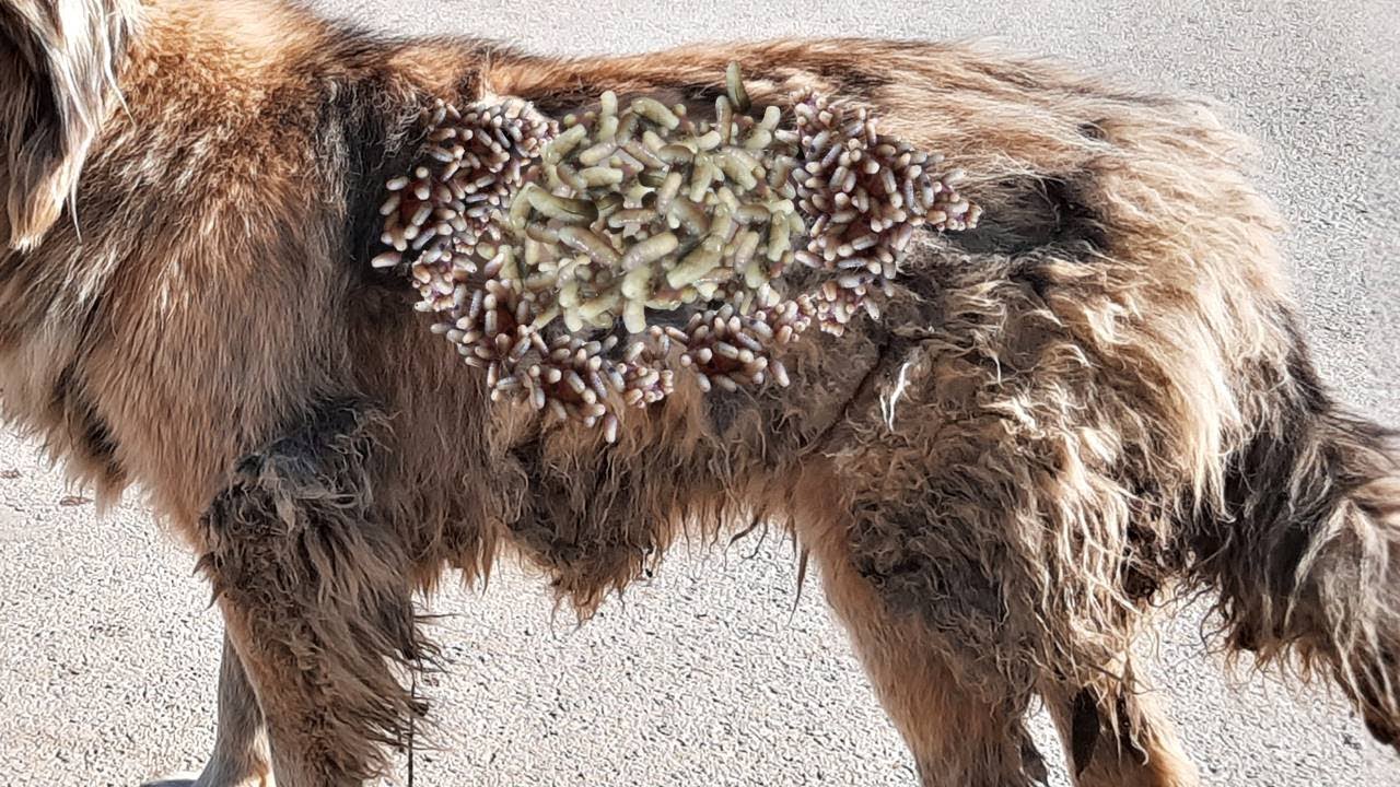 What Is This! Remove 50000+ MAGGOTS From Stray Puppy! Removal ...
