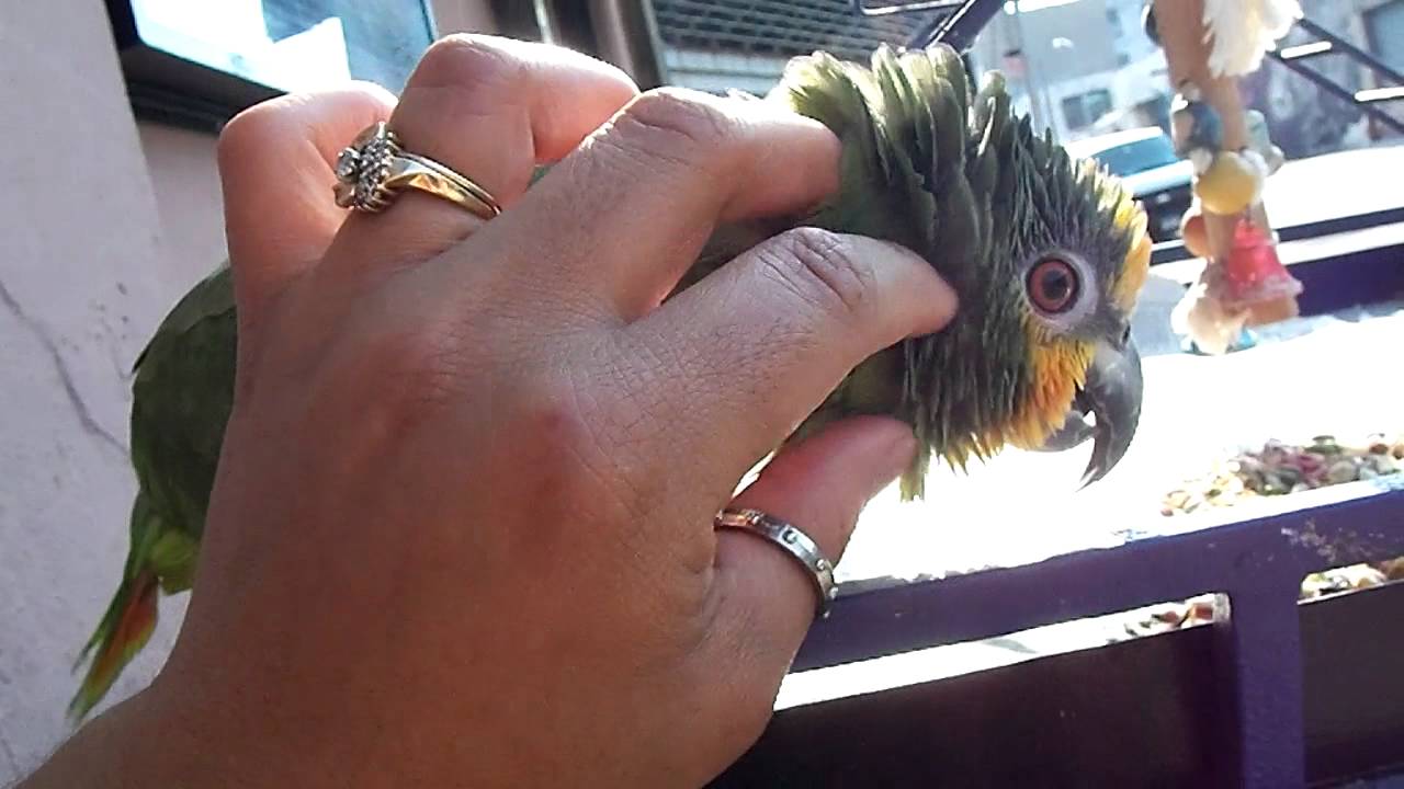 Amazon parrot's ear - YouTube