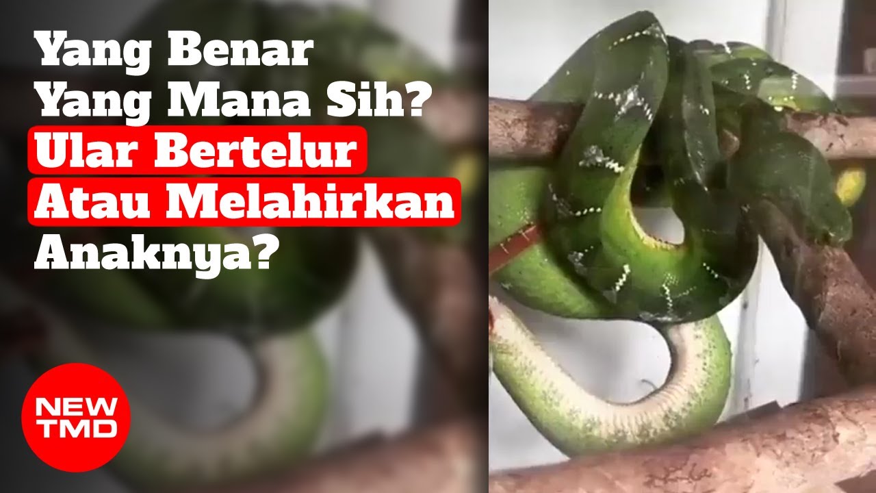 Mana Yang Benar, Ular Bertelur Atau Melahirkan Bayi Ular? - YouTube