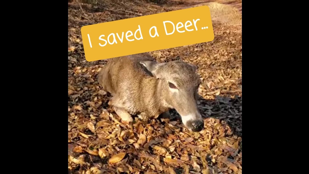 Whitetail Buck almost breeds Doe to Death. - YouTube