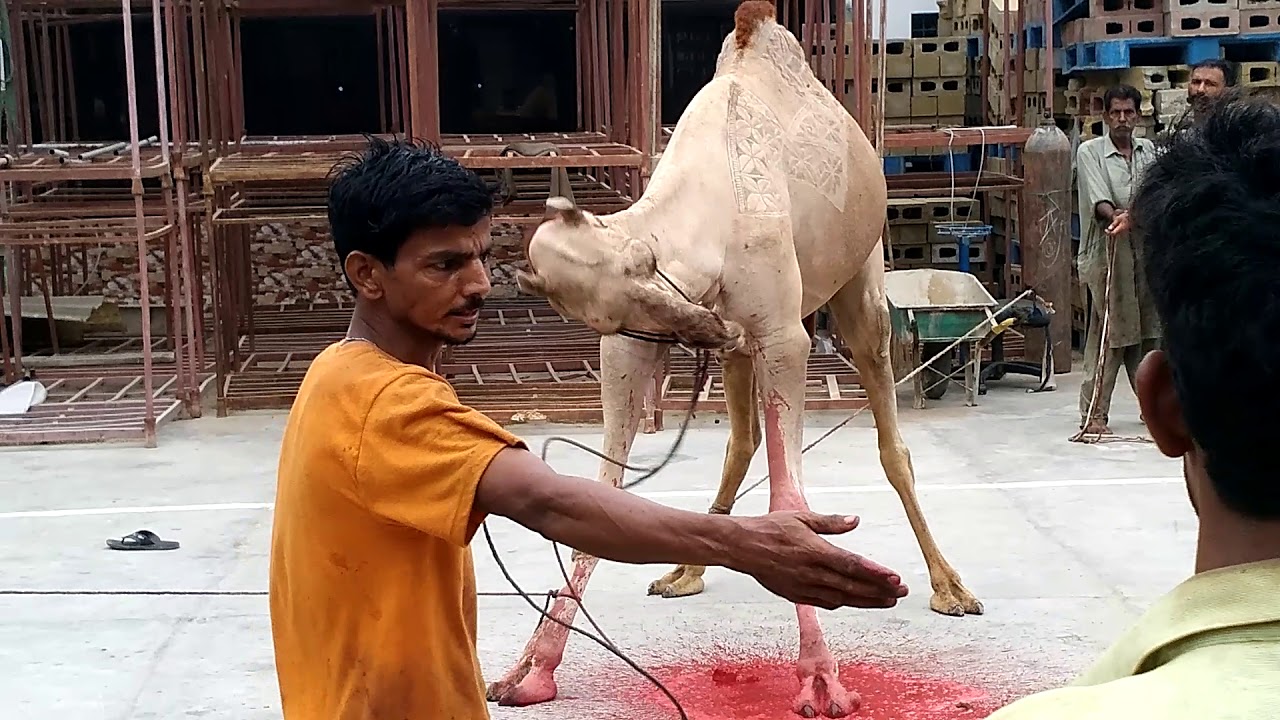 Camel cutting(2) - YouTube