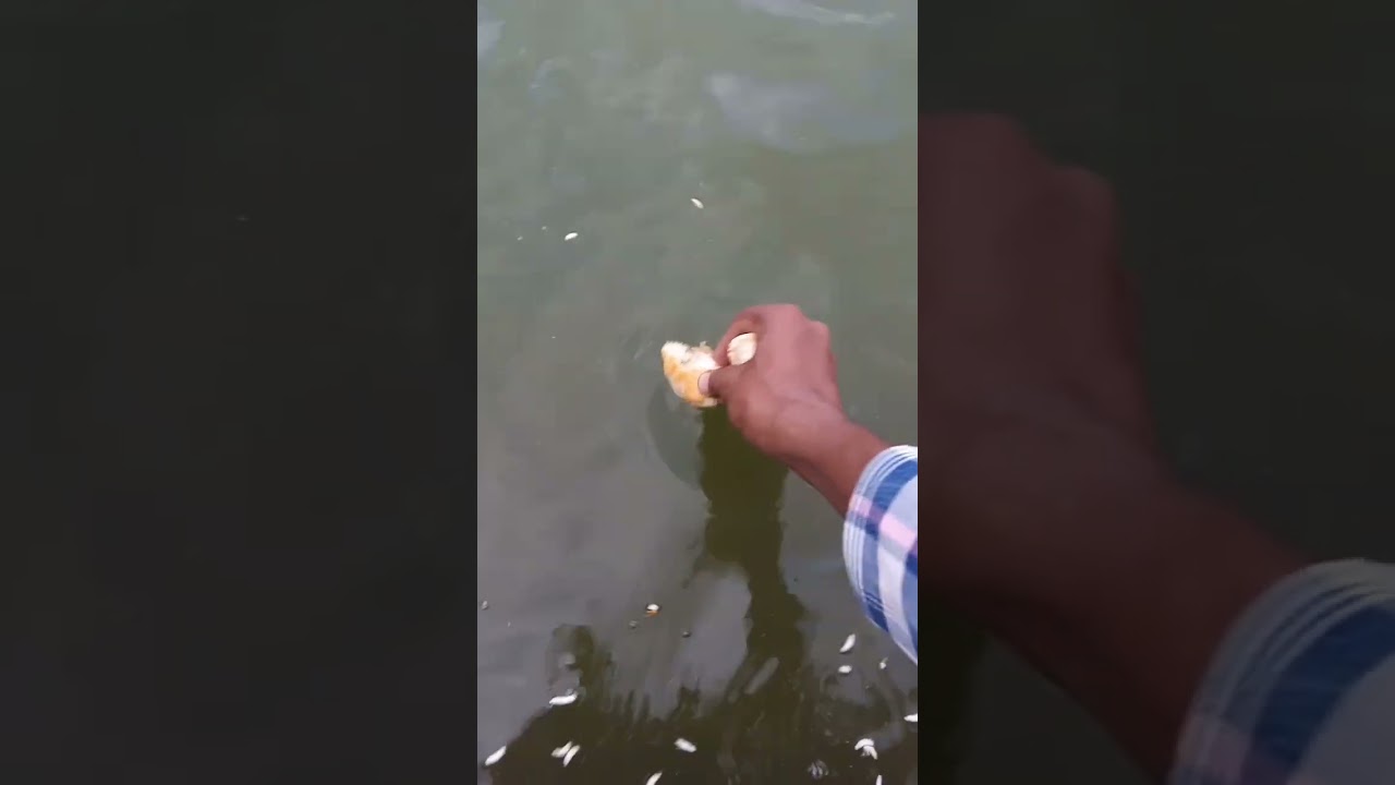 amazing 🐟 fish Point 👉 Realtime YouTube Live View Counter 🔥 — Livecounts.io