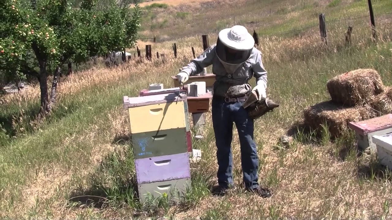 Organic Beekeeping 101 - Video 1 of 38 - Full Course at Organic Life ...