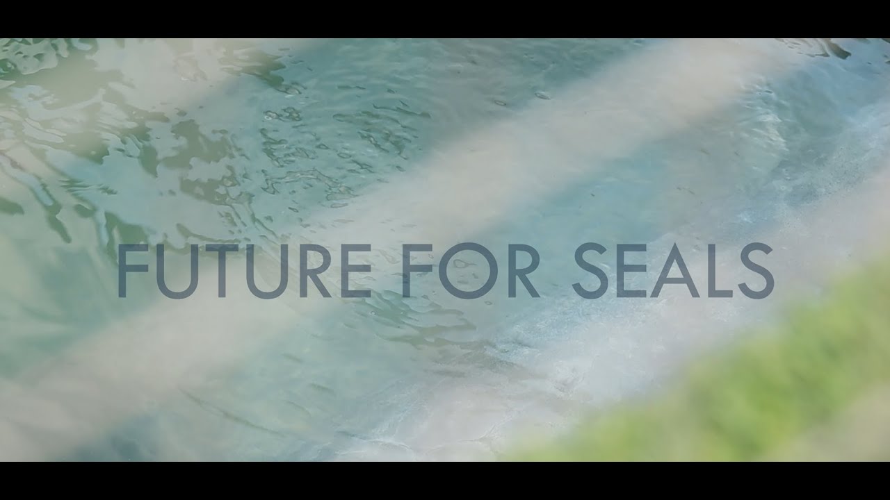 Future For Seals - YouTube