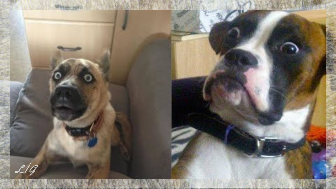 Dog Reactions - Cute and Funny Dog Reaction Videos Compilation😍 ...