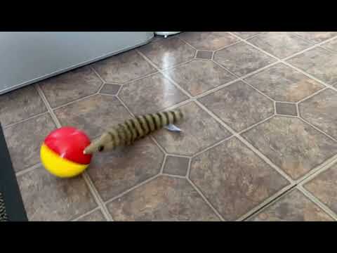 Ferret toy with ball - YouTube