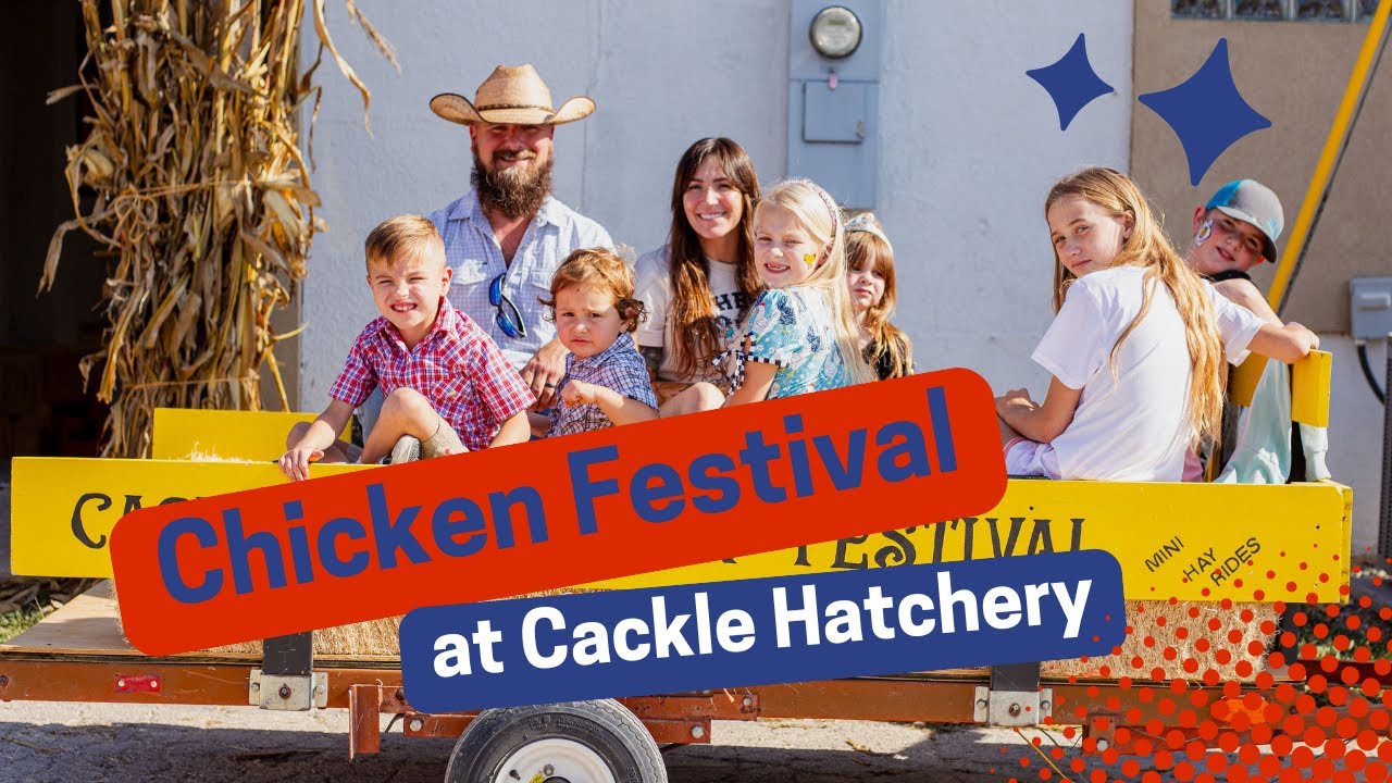Horse and wagon ride at cackle hatchery annual Chicken Festival ...