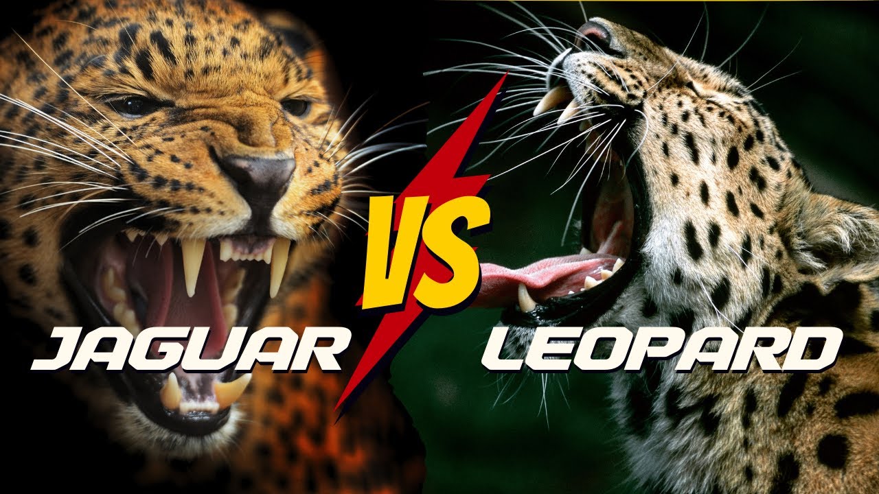JAGUAR VS LEOPARD : 5 Shocking Differences You Never Knew Existed ...