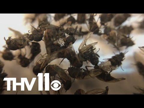 How Big Is Buffalo Flies
