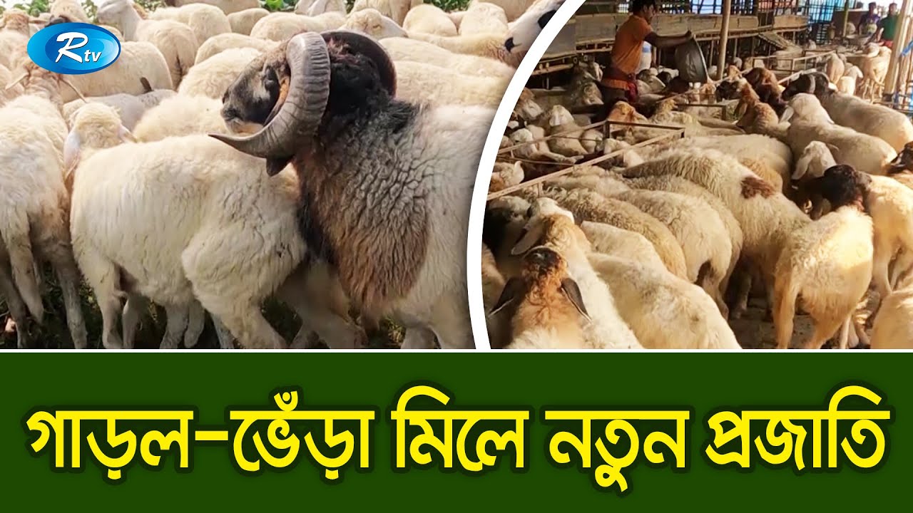 খামার ব্যবসায় লাভ করতে চাইলে, লস দিতে হবে কয় বছর? | Garole Sheep Farm ...