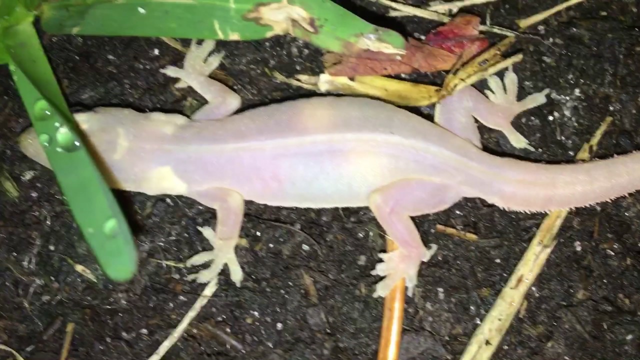 Transparent Lizard