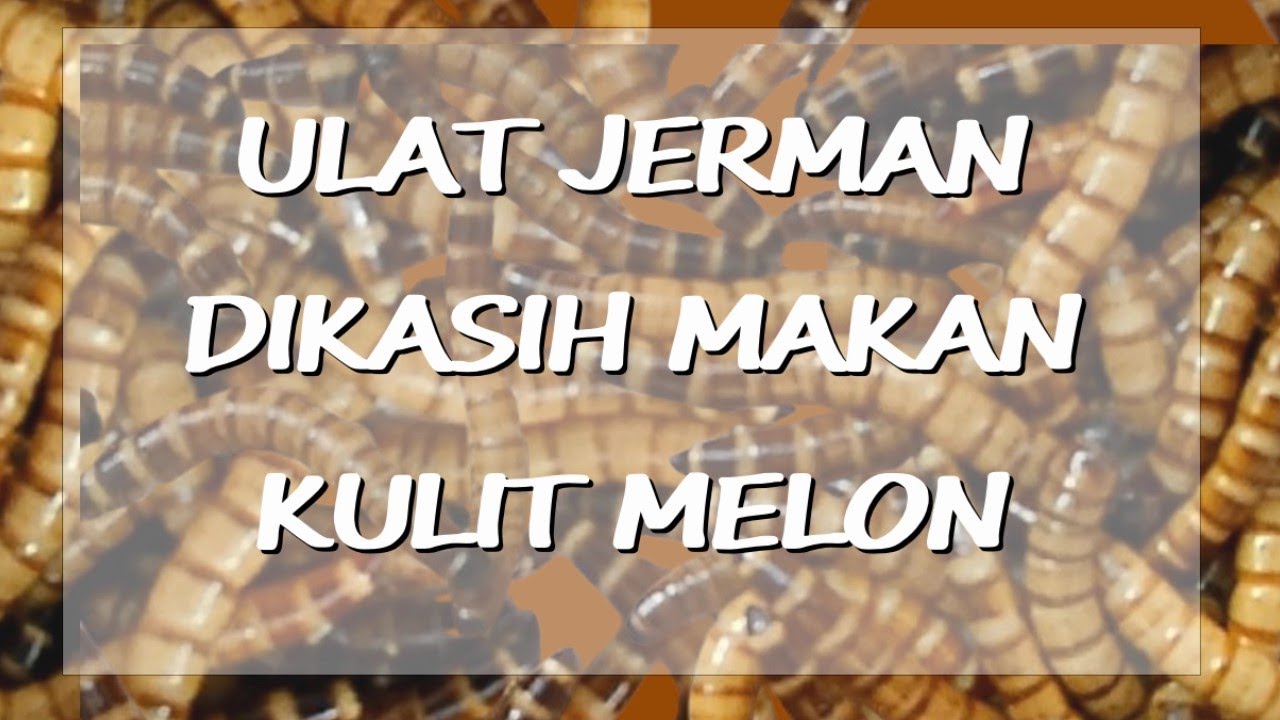 ULAT JERMAN atau SUPER WORM COBA DIKASIH MAKAN KULIT MELON - YouTube