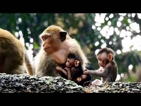 THE MISERABLE LIFE BABY MONKEY CALVIN.... - YouTube
