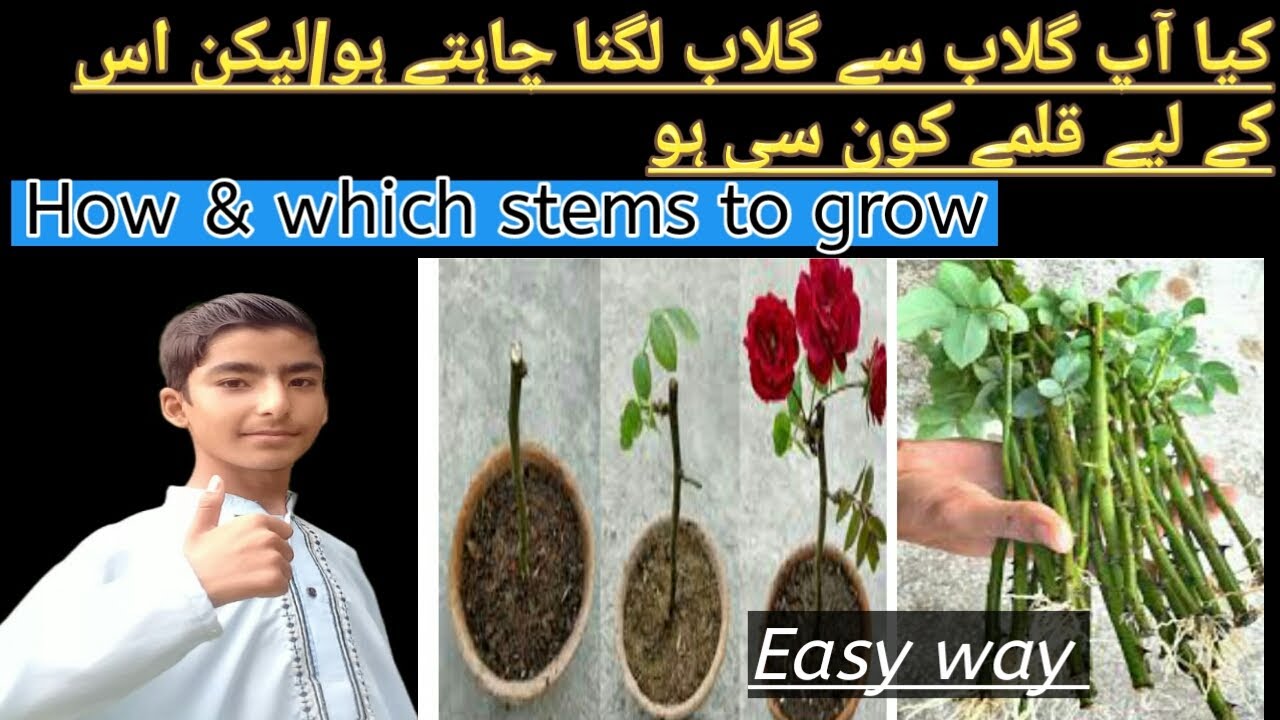 How to grow Rose from cutting/ Growing rose plant from cutting stem ...