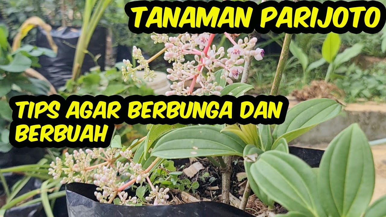 CARA AGAR POHON PARIJOTO TERUS BERBUNGA DAN BERBUAH - YouTube