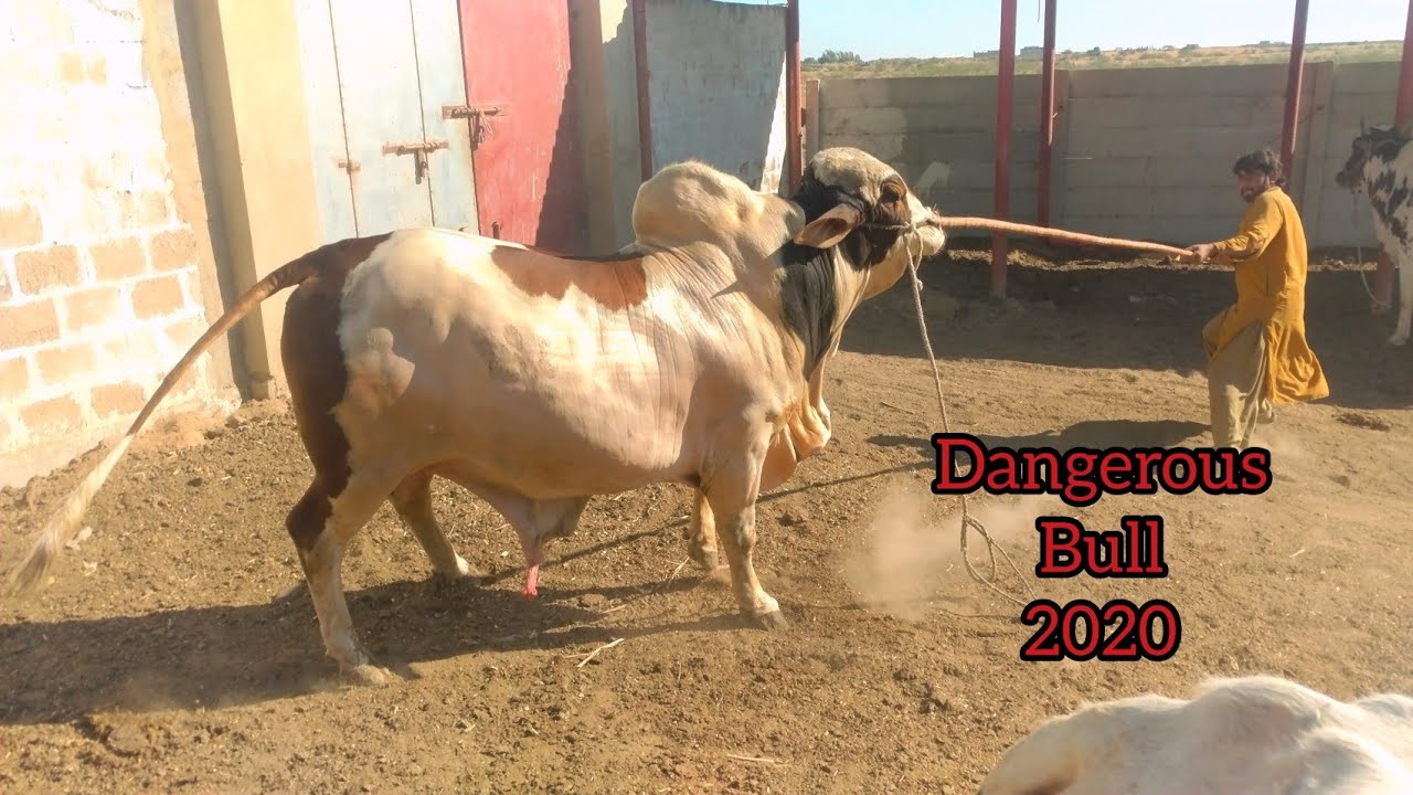 FULL DANGEROUS BULL 2020 - YouTube