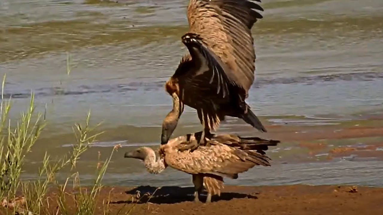 Vulture Breeding Cycle | Mating | Nesting | Chick Growing | Feeding ...