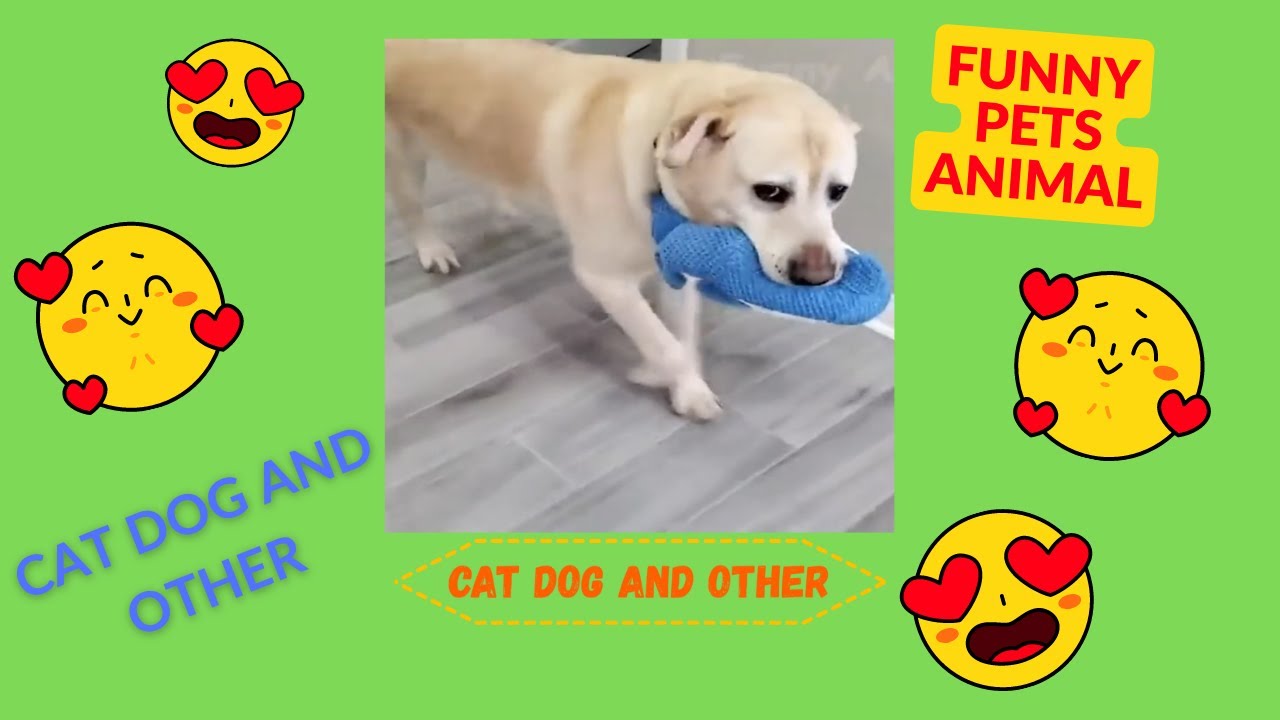 Funny pets animal Videos 389-392 cat, dog and other animals - YouTube