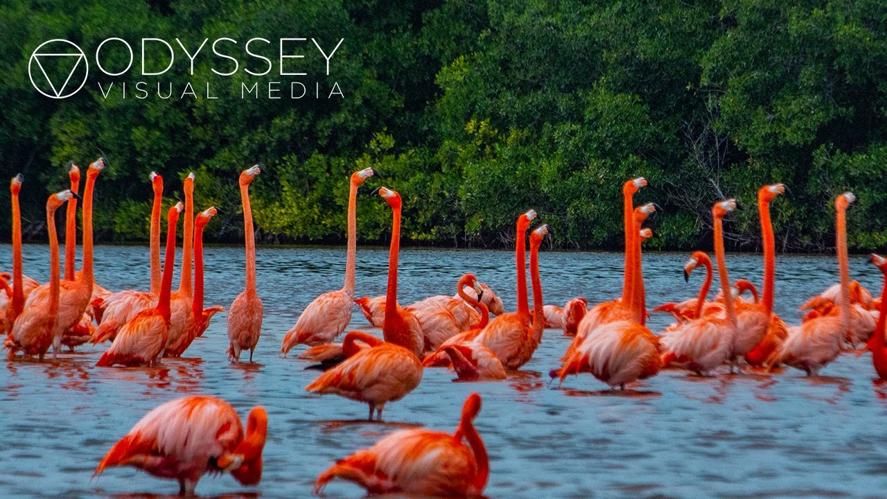 Incredible Flamingos at the Celestún Biosphere Reserve | Beautiful ...