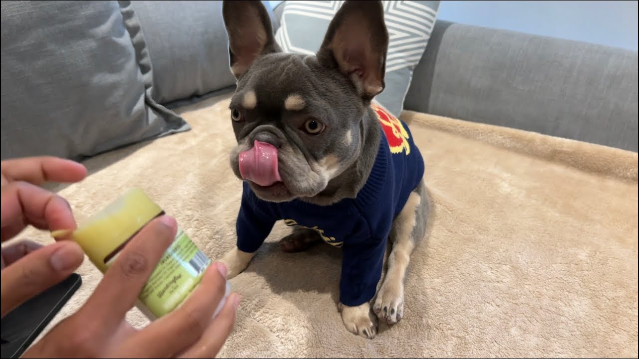 🐾 Frenchie's Morning Routine - Part 1 - YouTube