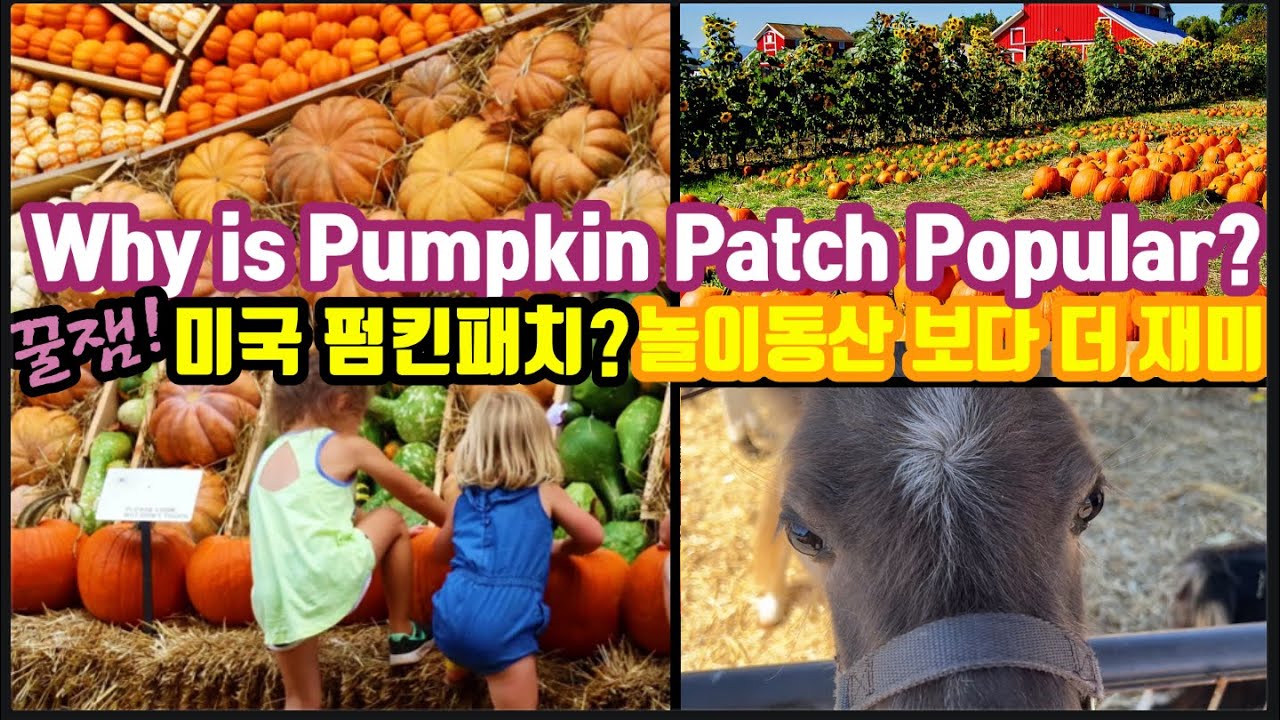 🇺🇸#PumpkinPatch Popular?😀Cute Animals💕꿀잼!#펌킨패치,놀이동산보다 더재미!팁?펌킨패치구경&동물(미국 오클라호마 팸킨패치) - YouTube