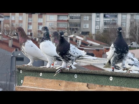 Tip güvercin uçumu hepsine vurduk sopayı