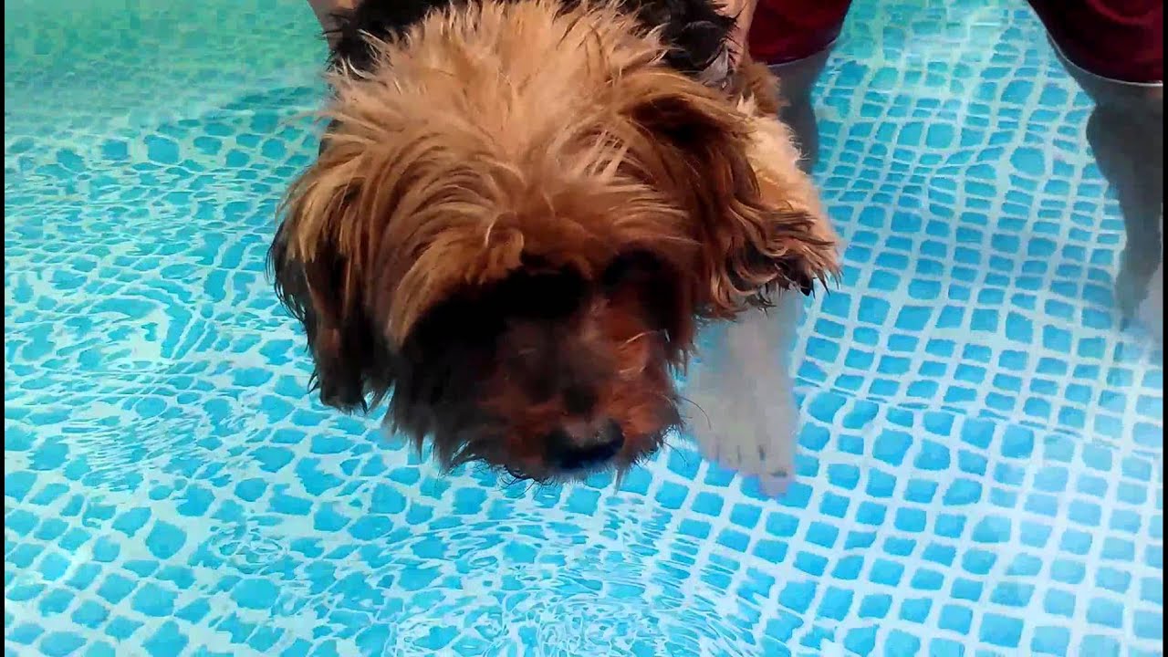 Dog has swimmers disease . - YouTube