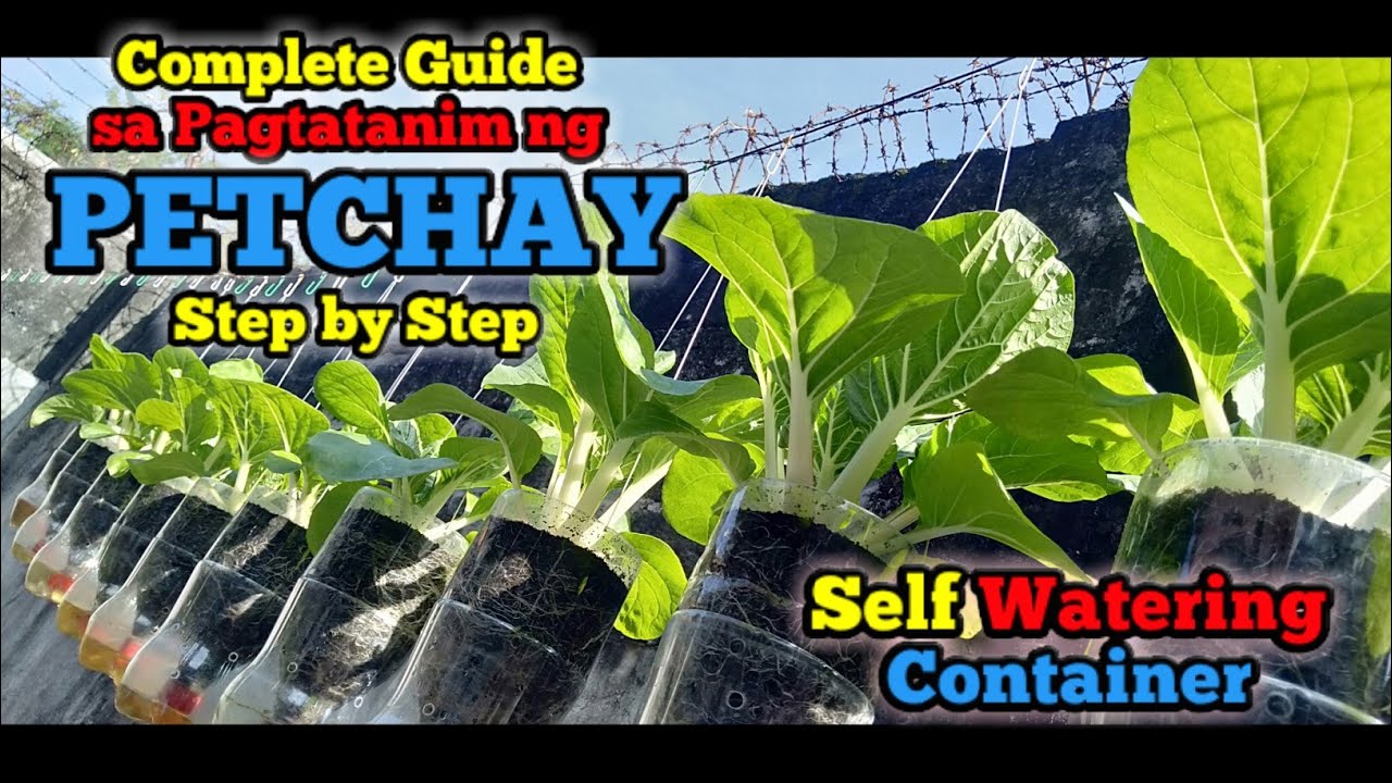 Paano Magtanim ng Petchay sa Self Watering Container - YouTube