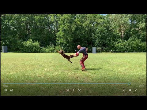 Deutscher Boxer Schutzdienst IGP \
