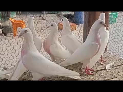 Punjabi kabootar  for sale  7065938949