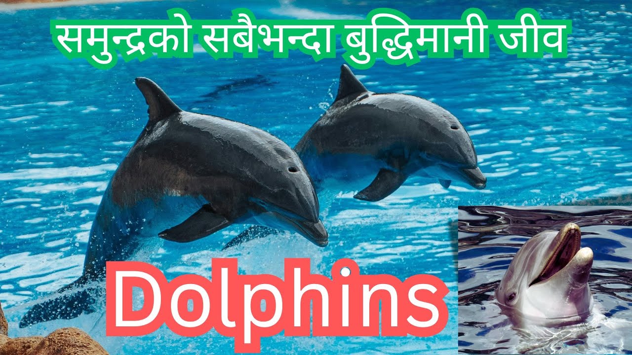 "The Wonderful World of Dolphins.The Secrets,Lifestyles and ...