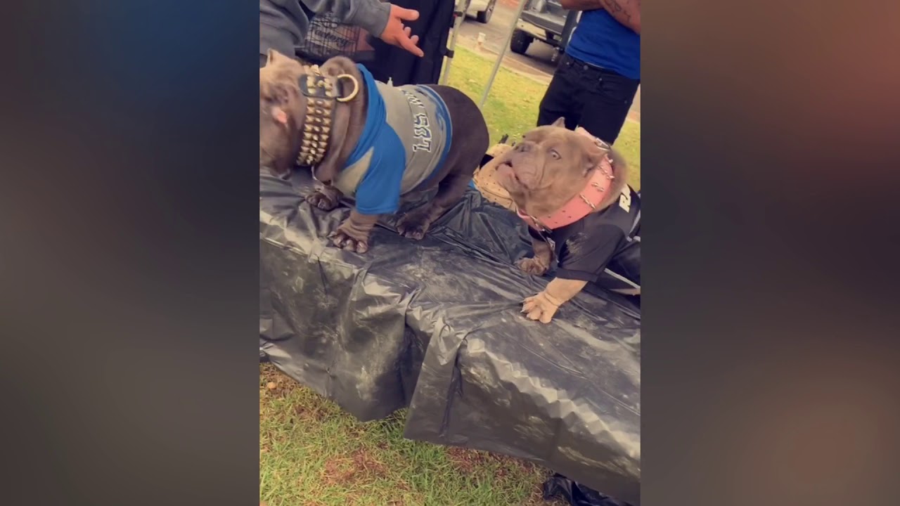 BullysOverMoney with Ccbc At The LA Bully Show!!Dog Show Bolow Fat Boy ...