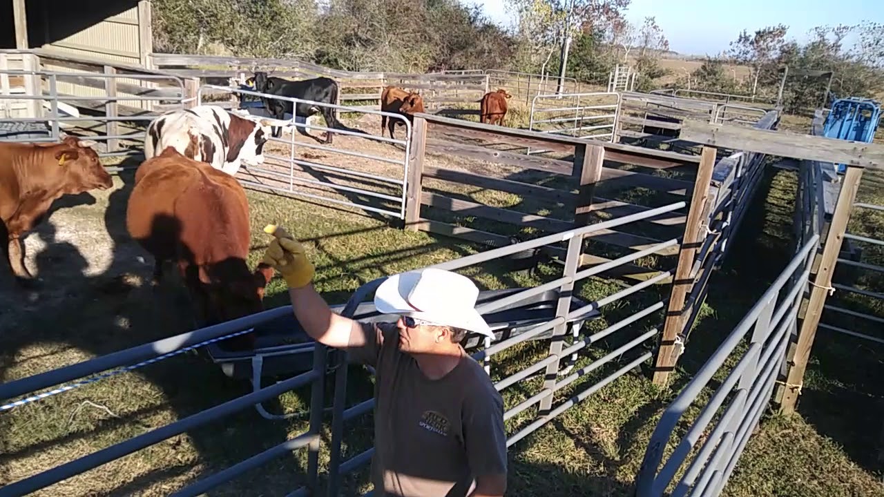 Loading up the bull - YouTube