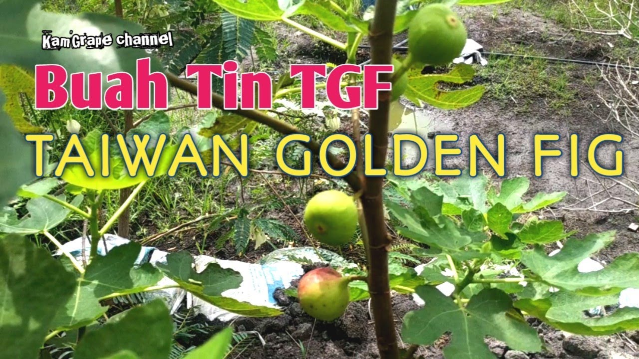Buah TIN varian TGf ( Taiwan Golden fig) - YouTube