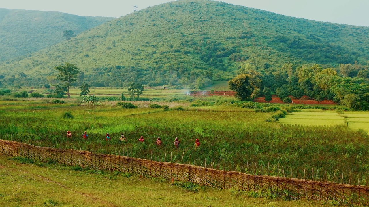 Millets in Tribal Culture of Odisha: By SCSTRTI - YouTube