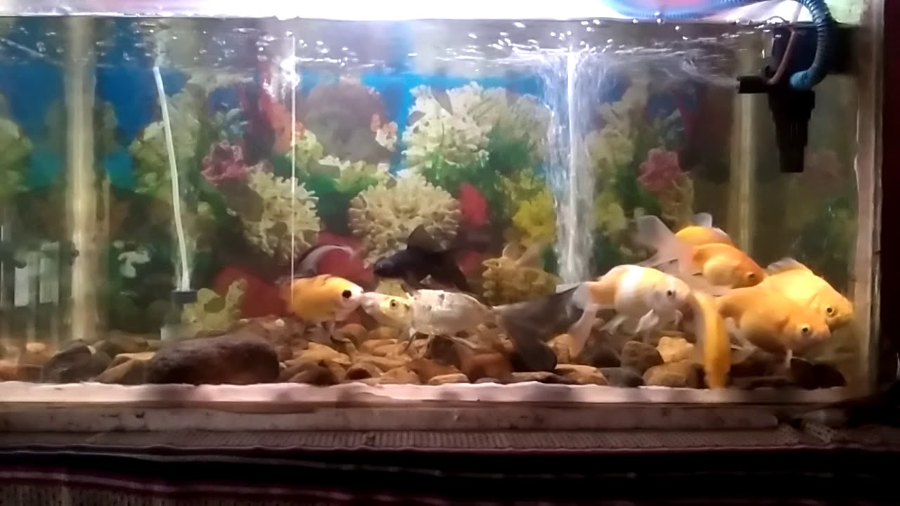 Tips for goldfish breeding (by B.k and s.k) - YouTube