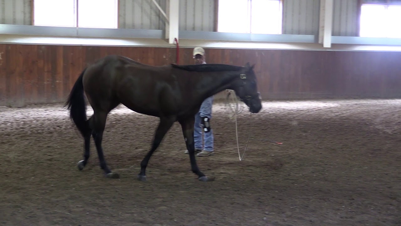 KM This Rounds On Me – 2016 Bay Gelding – (HIP #74) - YouTube