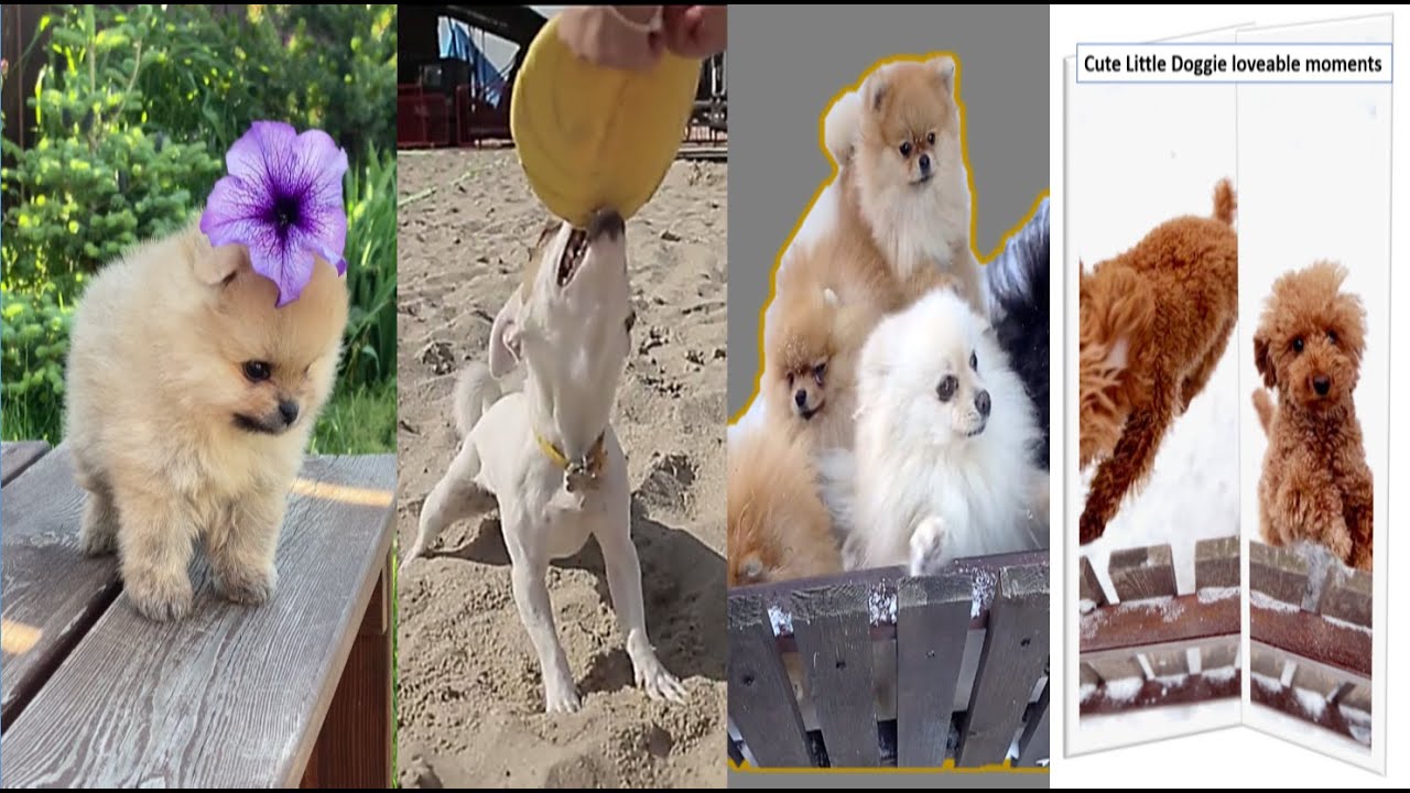 Cutest little doggies little cute doges funny baby doggies Animal Side ...