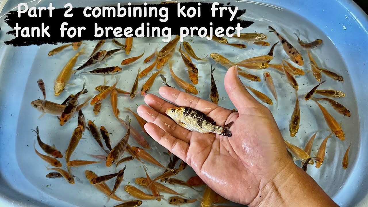 Part 2 combining koi fry tank for breeding project #koi #koilife # ...