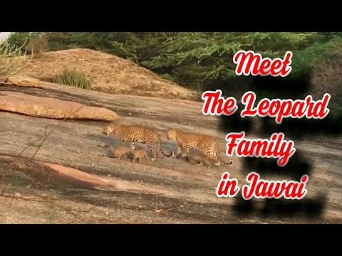 Meet The Leopard Family in Jawai with Wild Cart Animal - YouTube