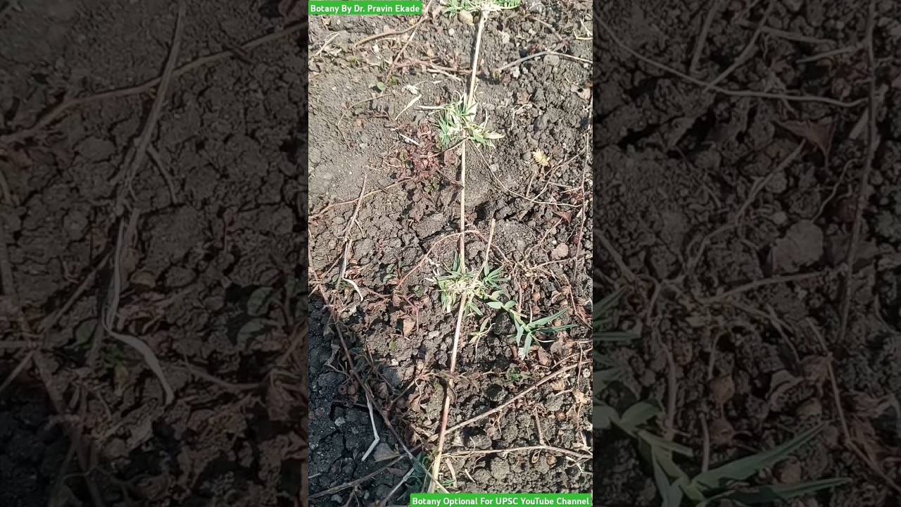 Runner of Grasses - Grass Runner Helps in Vegetative Reproduction ...