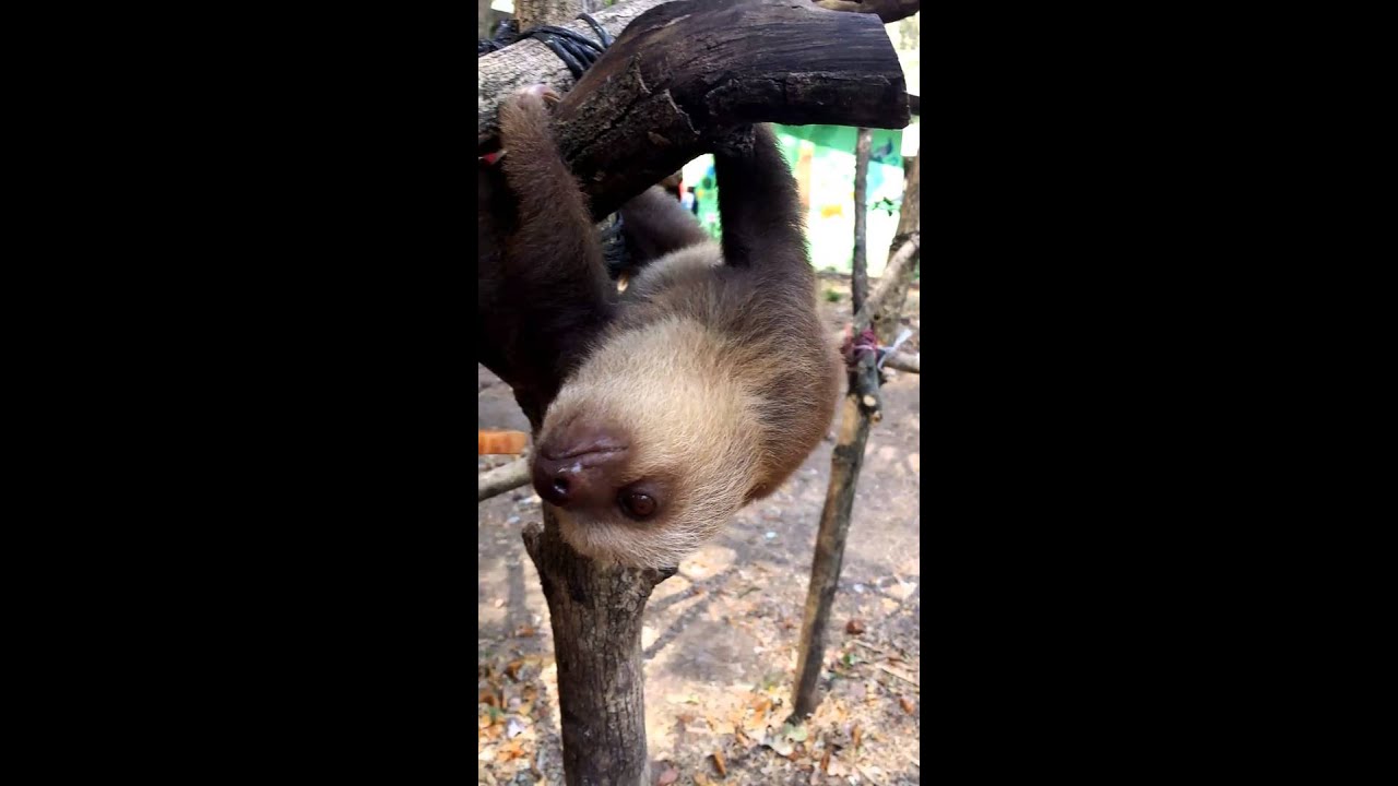 The cutest little baby sloth screams - YouTube