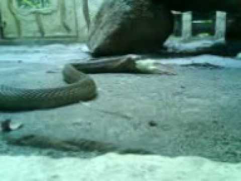 philippine cobra - YouTube