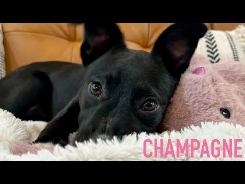 Champagne has the most sparkling personality! - YouTube