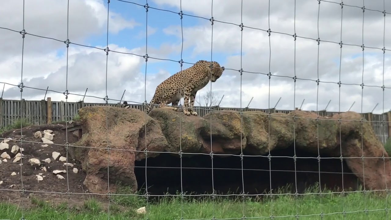 Wafa goes to the Safari to meet her animal friends in Birmingham UK ...