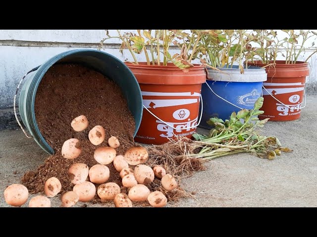 Growing Potatoes In 5 Gallon Buckets How To Grow Potatoes In A