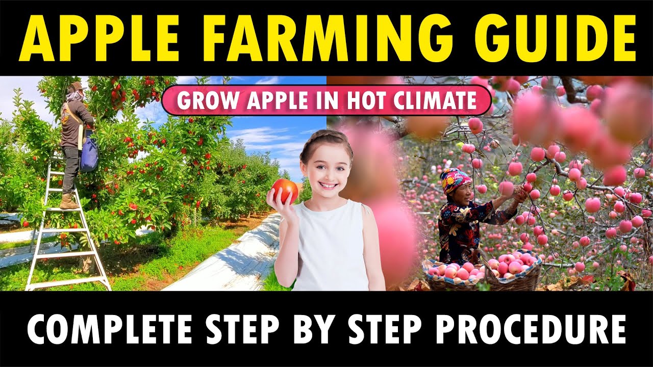 Apple Farming (Complete Guide) | How to grow tree Apple at Home | Apple ...