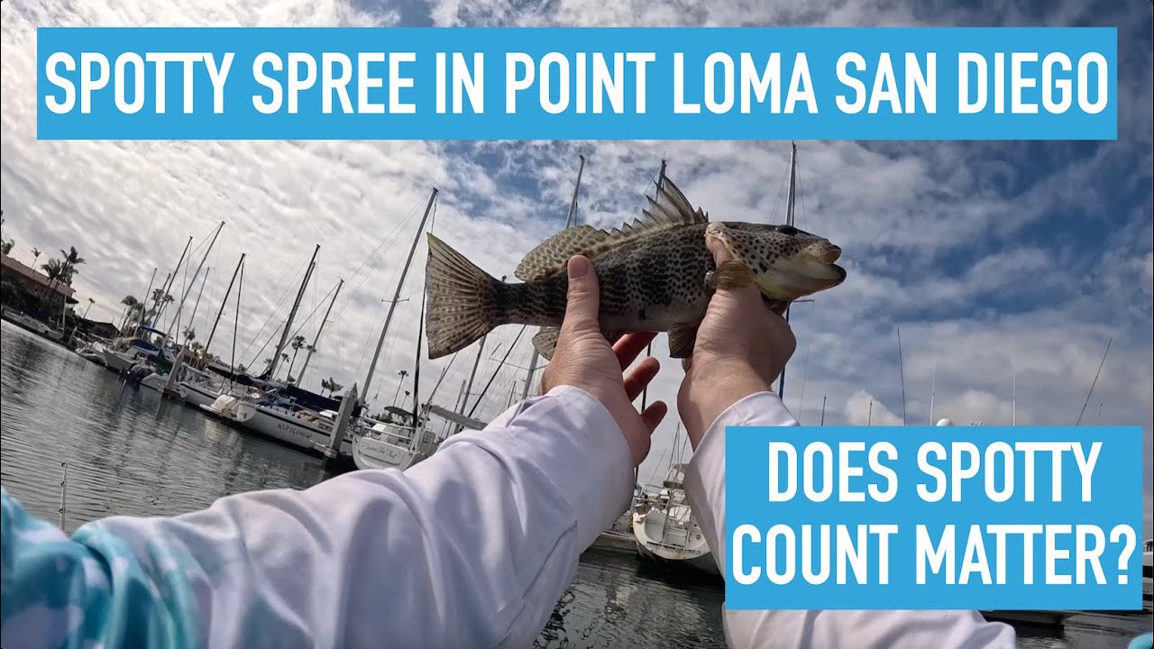 Point Loma San Diego Spotted Bay Bass Fishing Spree | Spotty Count: 9 # ...