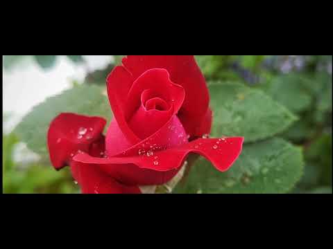 Negativ Lăudat să fi prin cântare Anca Ardelean - YouTube